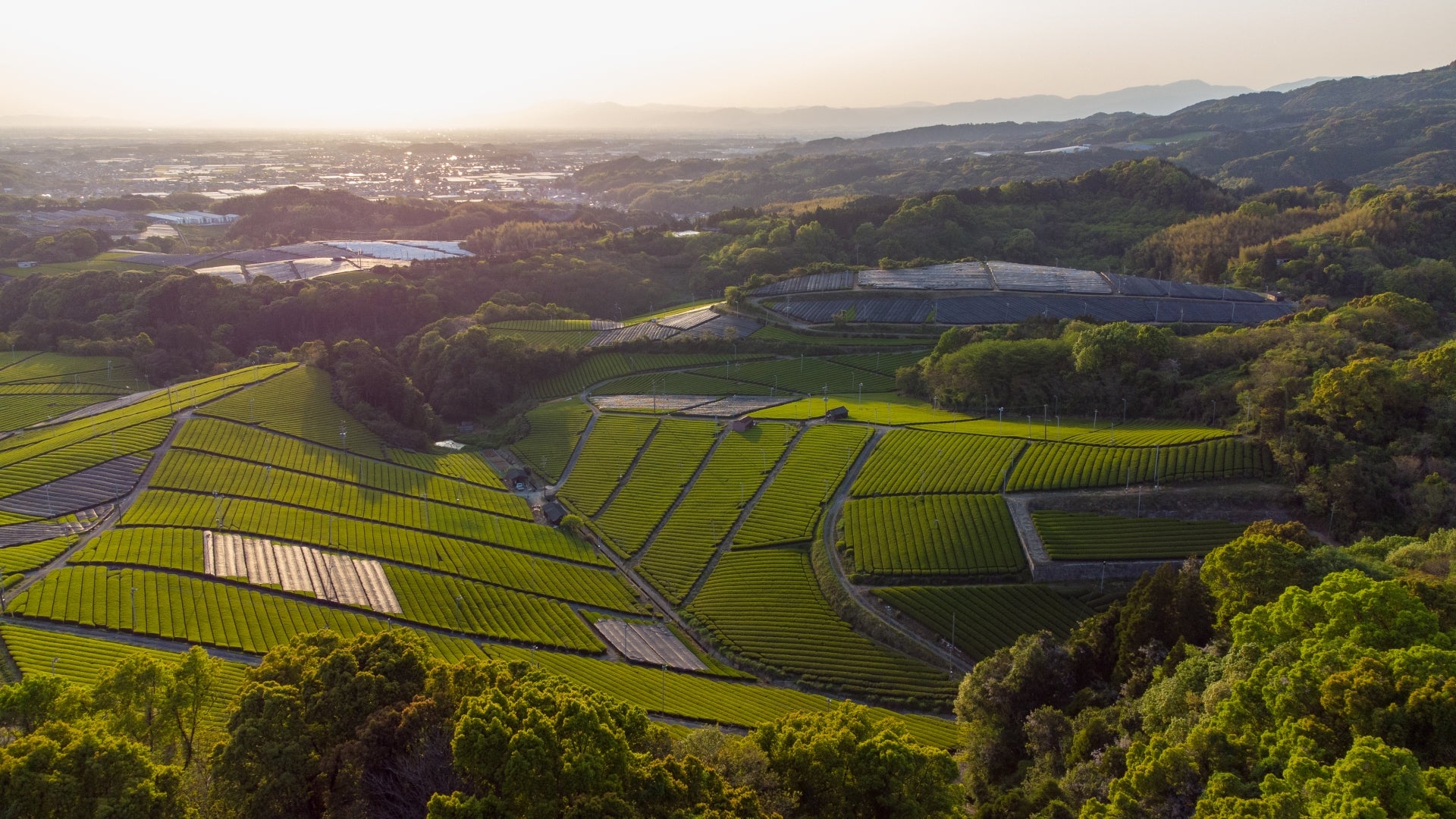 Tea – HIS JAPAN PREMIUM FOOD&TRAVEL